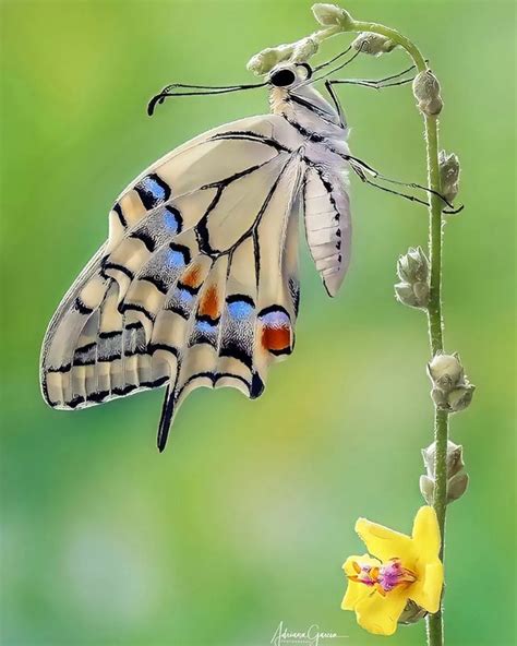How To Shoot Insect Photography Close Up And Macro Artofit