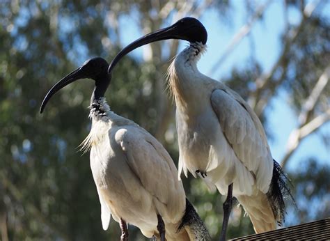 8 Of Adelaides Most Common Birds And How You Can Green Adelaide