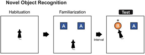 学习笔记 ｜ 小鼠经典行为学实验分享 知乎