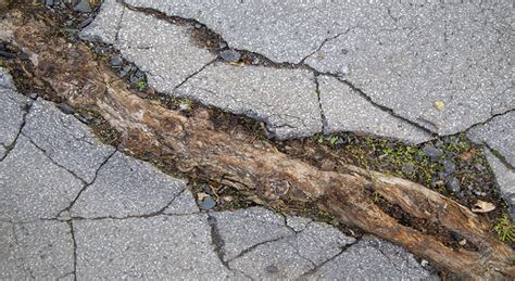 Tree Roots Vs Concrete Titan Tree Care