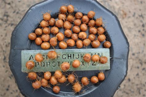 Euterpe Oleracea For Sale Palmtalk