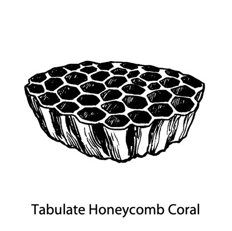 Tyndall Stone Fossils Museum Of Natural Sciences University Of