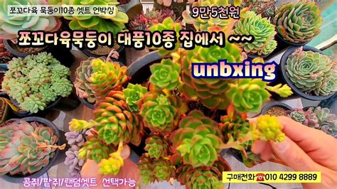 묵둥이들로 대품 10종셋트 언박싱쪼꼬다육010 4299 8889 팥쥐콩쥐랜덤셋트 언박싱 Youtube