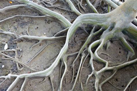 Mangrove Plate Shaped Root Stock Image Image Of Tree 317049551