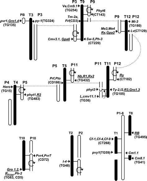 —colocalization Of R Gene Clusters And Chromosome Breakpoints On Download Scientific Diagram