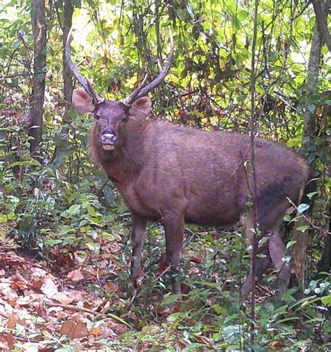 លោក នេត្រ ភក្ត្រា ៖ សត្វព្រៃយើង សូមចូលរួមថែរក្សាការពារនិងអភិរក្សឱ្យបានគង់វង្ស សារព័ត៌មាន នគរវត្ត