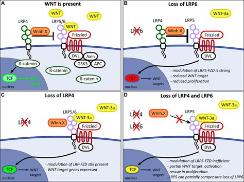 Frontiers Balancing WNT Signalling In Early Forebrain Development