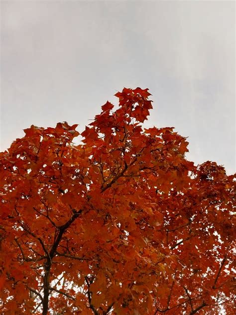 Аяга дүүрэн амар амгалан Аяга Амьдралын сургууль