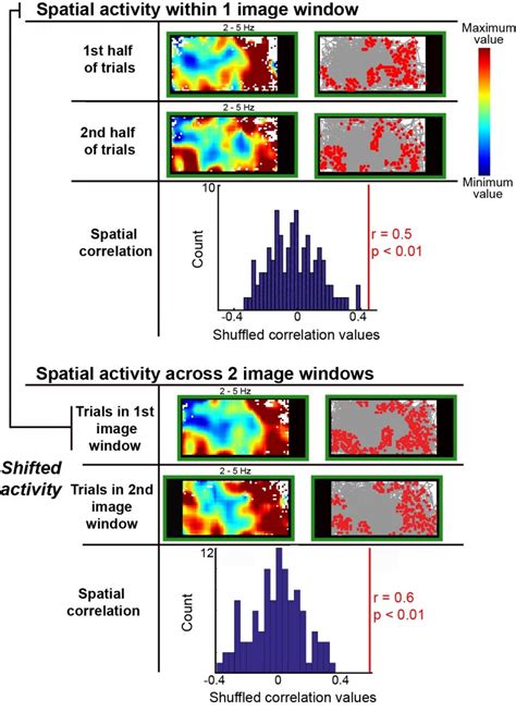 Spatial Activity Shifts With Location Of Image Window Firing Rate Maps