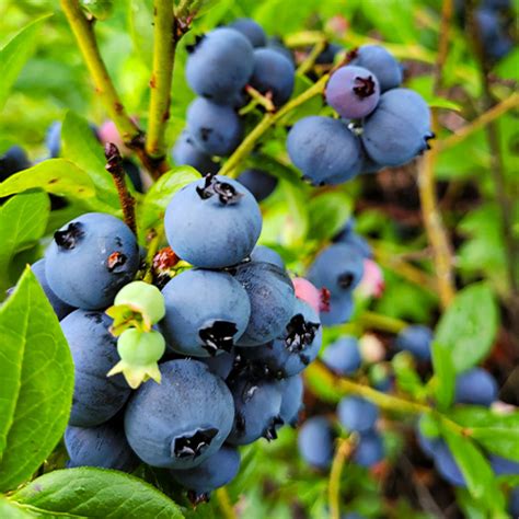 Jorma V Angustifolium Ryhmä Fruticetum