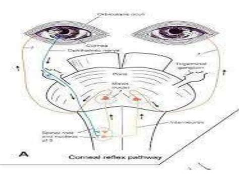 Blink Reflex Nerve Conduction Velocity Test Pptx