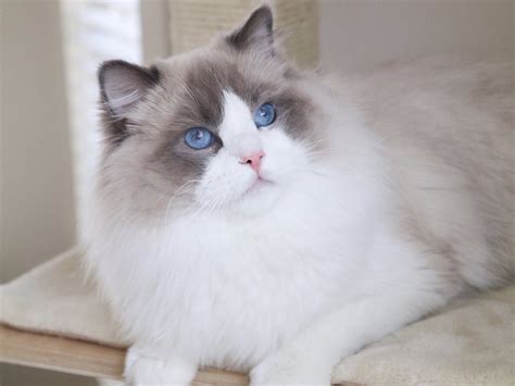 The Blue Bicolor Ragdoll — Ragdoll Kittens For Sale Ragdoll Breeder