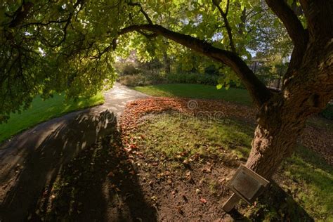 Super Wide Perspective Under Branches Of An Established Mulberry Tree Stock Photo Image Of