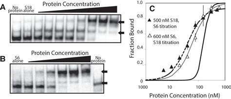 Bacterial Rna Motif In The 5′ Utr Of Rpsf Interacts With An S6s18 Complex