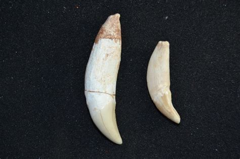 Fossil Tooth Id Fossil Id The Fossil Forum