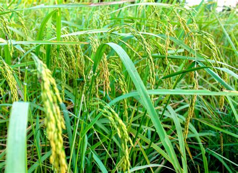 무료 이미지 쌀 녹색 농장 들 농업 집 밖의 배경 식품 노랑 경치 한 지방 자연스러운 태국 아일랜드