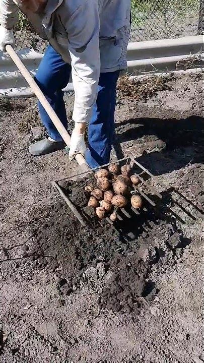 Картофелекопалка ручная инструмент для дачи огорода удобная самоделка ...