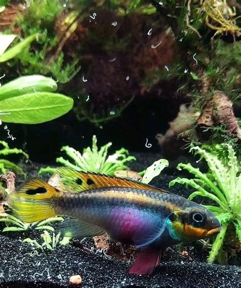 15 Dwarf Cichlids For A Peaceful Community Aquarium Aquanswers