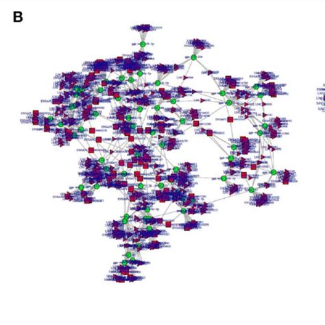 The Regulatory Networks Of Lncrna Mirna Mrna During Se Infection In Download Scientific