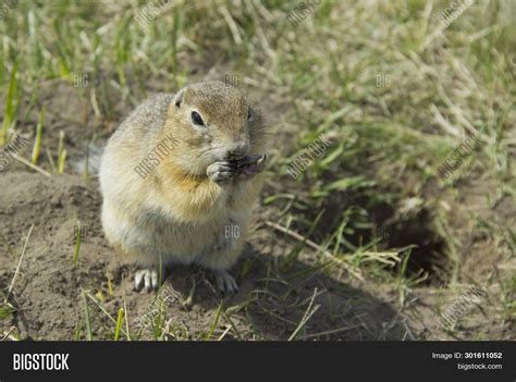 Gopher Genus Rodents Image And Photo Free Trial Bigstock