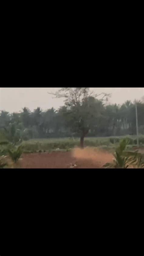 Seems A Common Sight Nowadays In The Gir Forest Fringe Villages And Towns Where Asiatic Lions