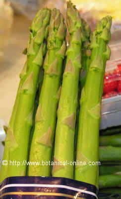 Parsnip Characteristics And Uses Botanical Online