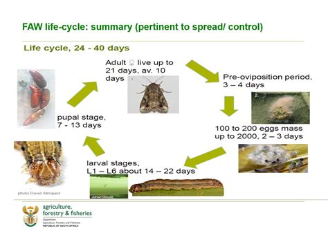 Fall Armyworm Update