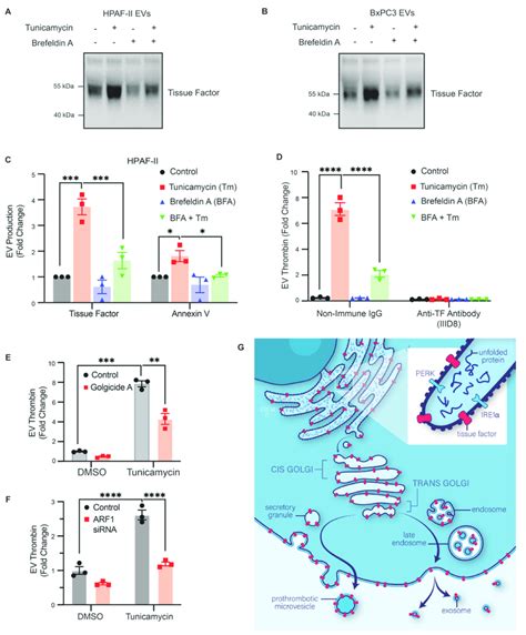 Upr Induced Production Of Procoagulant Evs Involves Er To Golgi Download Scientific Diagram