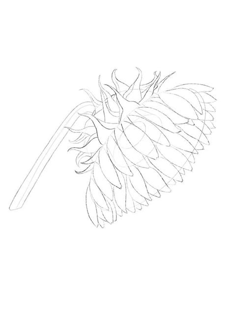 Learn To Draw A Sunflower In Procreate For Beginners Artofit