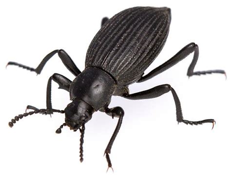 Eleodes Hispilabris Bugguide Net