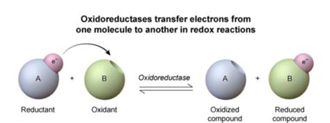 Enzyme Function Flashcards Quizlet