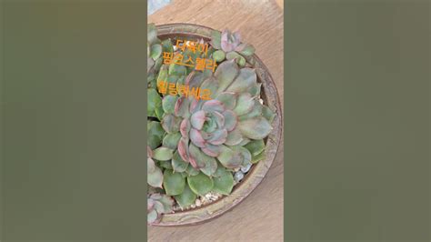 다육이핑크스텔라그대품에박서진 Youtube