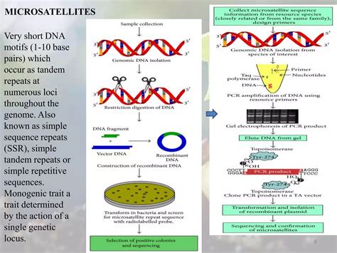 Molecular Marker Aided Breeding Pptx Genetics Science