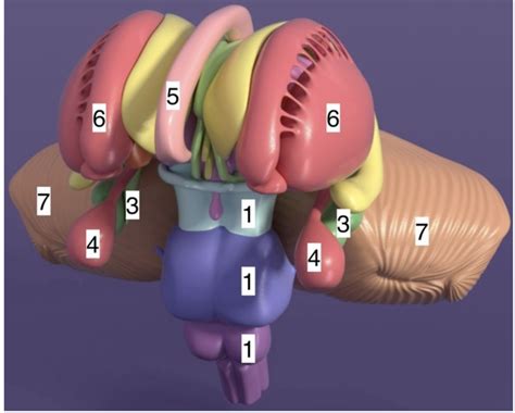 Cogs Subcortical Structures Diagram Quizlet