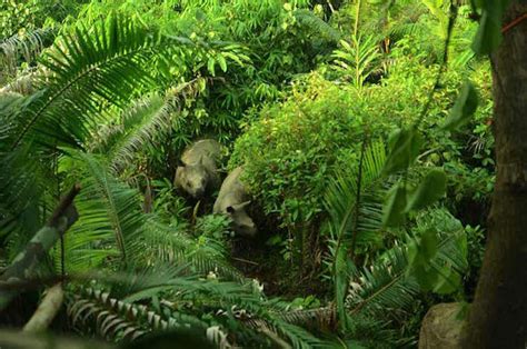 Indonesia phát hiệm thêm cá thể tê giác Java non KhoaHoc tv