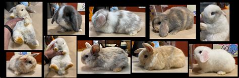 Gender Of Your Rabbit Buck Or Doe