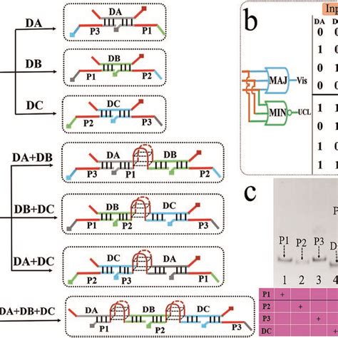 A Dna Hybridizations Of The Maj Min Pair The Strands Da Db And