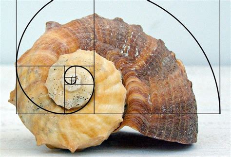 Fibonacci Sequence In Nature Meaning Satvere
