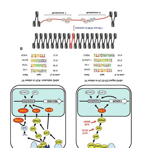 global redistribution of tf binding in t cells and aml cells in
