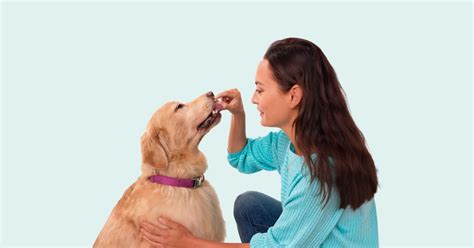 Apoquel Chewable For Pet Owners Zoetis Petcare