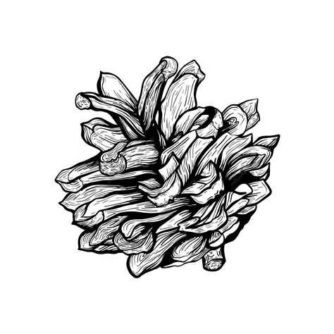 Premium Vector Fir Cone The Concept Of New Year And Christmas