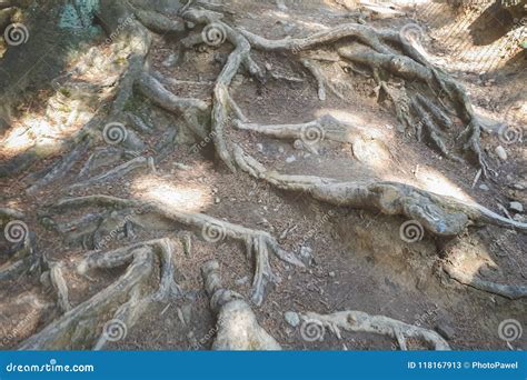 The Roots Of A Tree Growing Above The Ground Stock Image Image Of Leaf Nature 118167913
