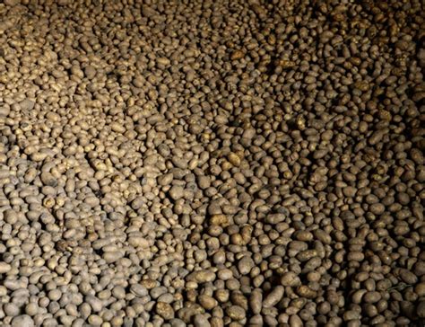 Potato Grows Roots In Woman S Vagina After She Uses It As Contraception India Today