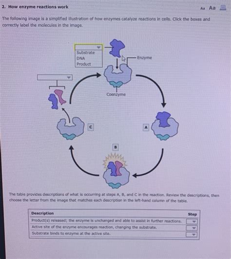 How Does Enzyme Work To Catalyze A Reaction