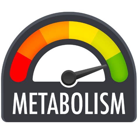 Basal Metabolic Rate Tdee Calculator