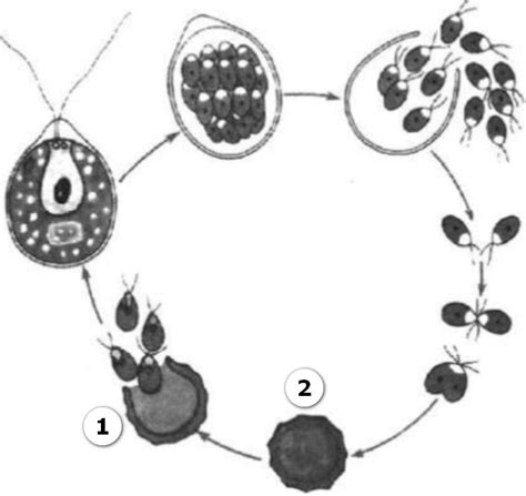 Задание №30398 Рассмотрите рисунок жизненного цикла хламидомонады и укажите названия стадий