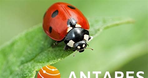 [iot itu gampang] bug pada library antares mqtt esp8266 part1 ~ cara