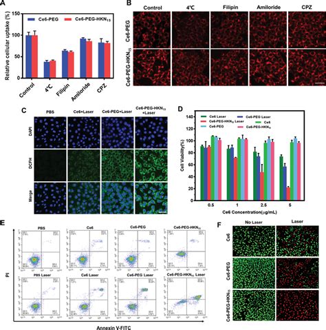 Internalization Pathway And In Vitro Anticancer Effects Ab Flow