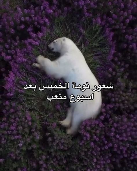 Instagram Photo By ‎تيمون وبومبا🔵‎ • Feb 14 2025 At 633 Am