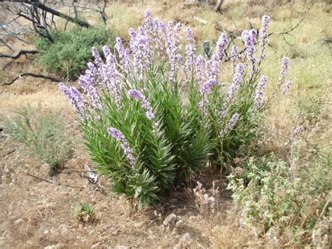 16 Fascinating Facts About The Pct The Trek